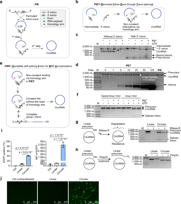 Self-splicing RNA circularization facilitated by intact group I and II ...