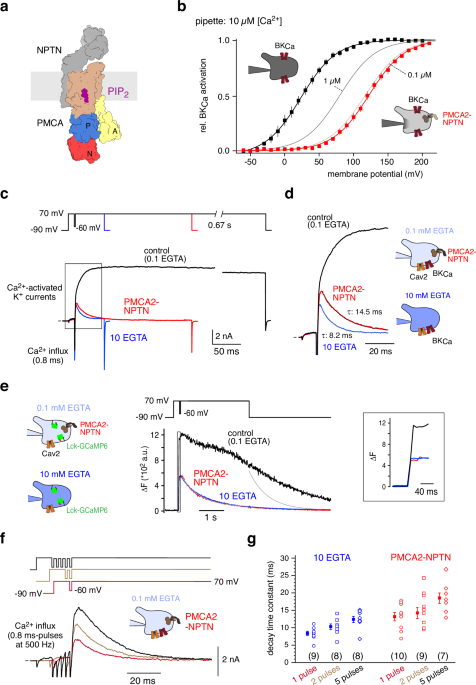 Ca2+-pumping by PMCA-neuroplastin complexes operates in the kiloHertz ...