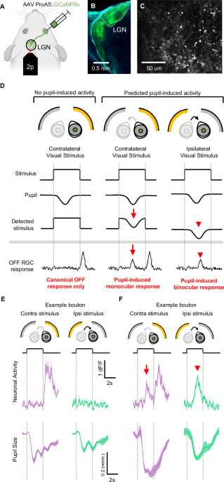 Pupil size modulation drives retinal activity in mice and shapes human ...