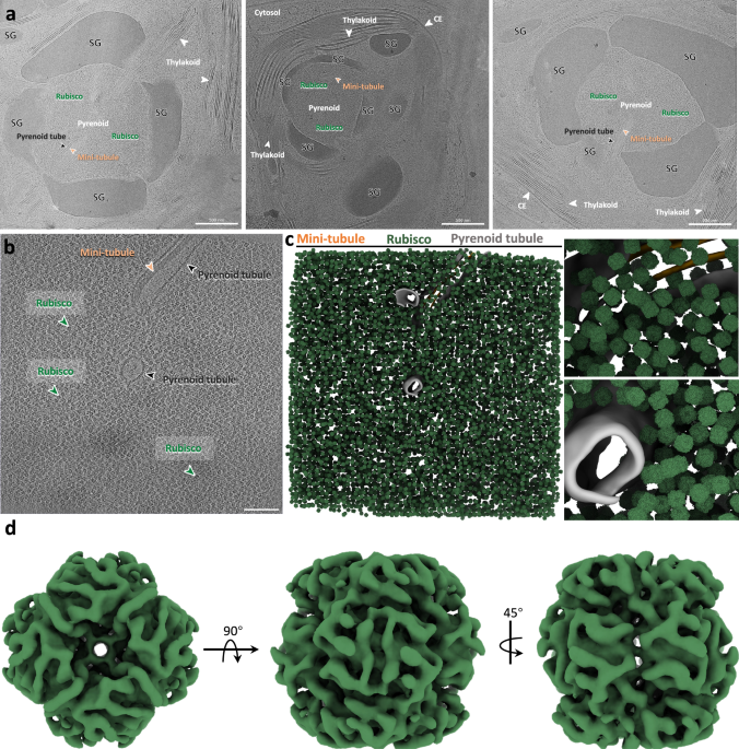 In-cell structure and variability of pyrenoid Rubisco | Nature ...
