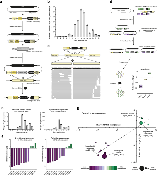 Targeted CRISPR screens reveal genes essential for Cryptosporidium ...