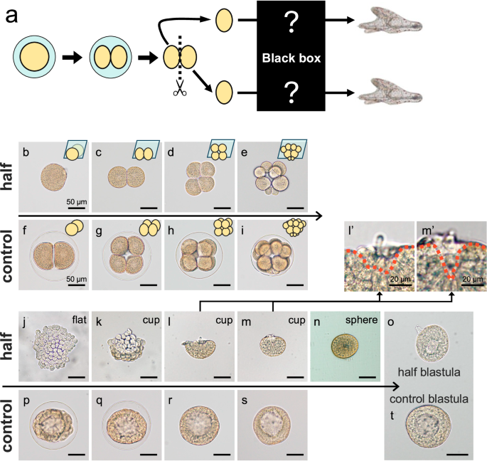 Unraveling the regulative development and molecular mechanisms of ...