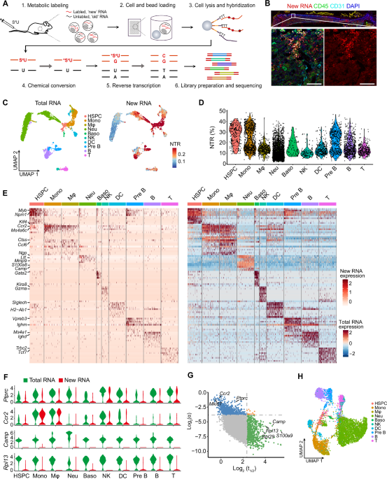 scIVNL-seq resolves in vivo single-cell RNA dynamics of immune cells during Salmonella infection ...