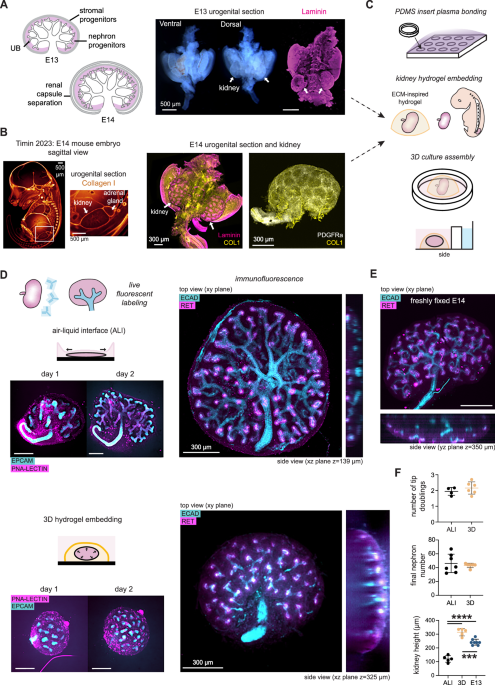 Engineering kidney developmental trajectory using culture boundary ...