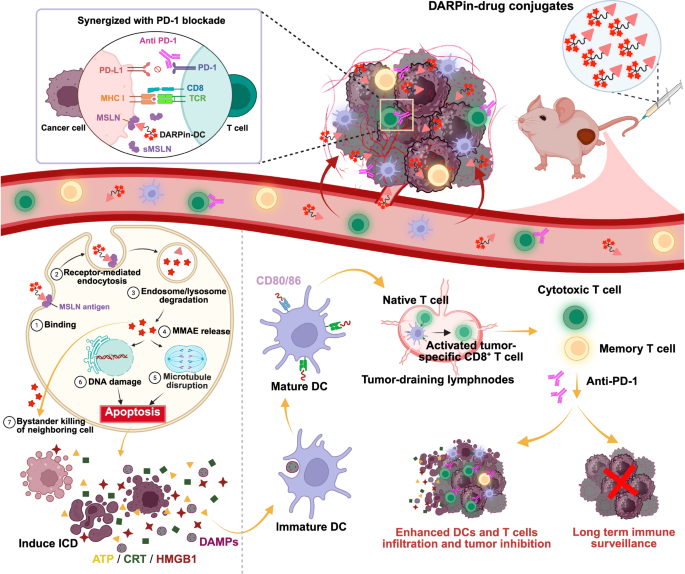 Mesothelin-directed protein-drug conjugates for mesothelin-low solid ...