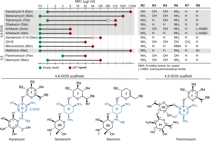 Basis for selective drug evasion of an aminoglycoside-resistance ...