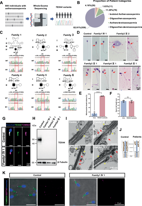 The TEX44-CPT1B axis regulates mitochondrial sheath assembly and fatty ...