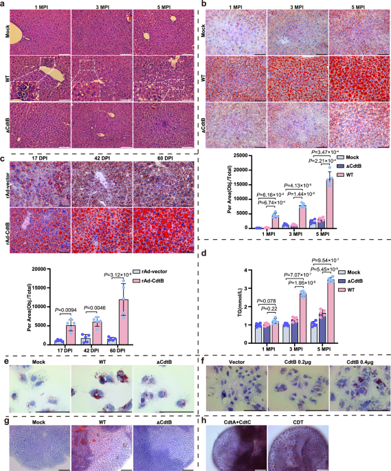 Helicobacter hepaticus promotes hepatic steatosis through CdtB-induced ...