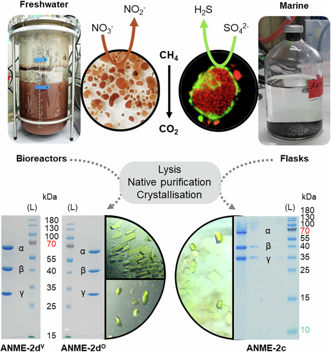 Atomic resolution structures of the methane-activating enzyme in ...