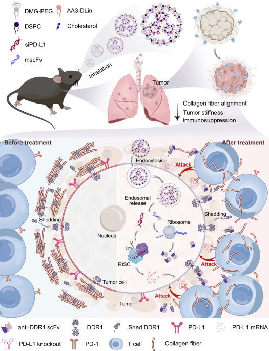 Modulating tumor collagen fiber alignment for enhanced lung cancer ...