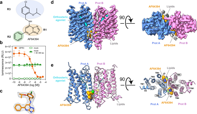 Mechanism and function of GPR3 regulated by a negative allosteric ...