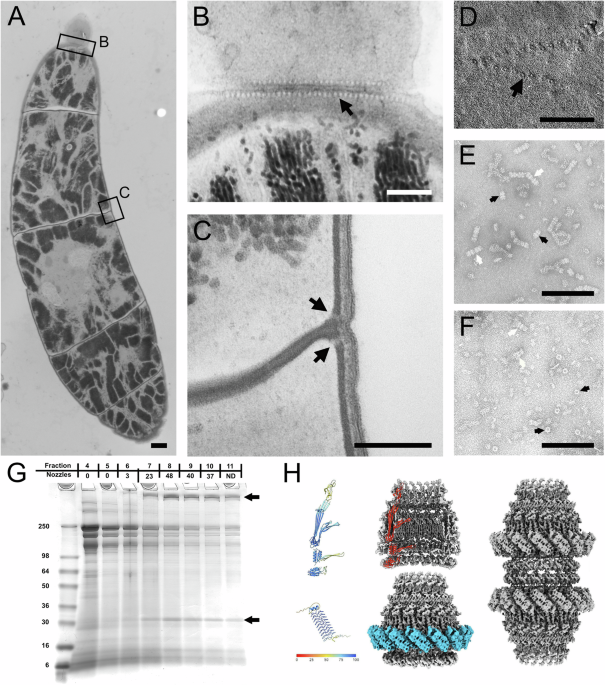 Secretins of type-two secretion systems are necessary for exopolymeric ...