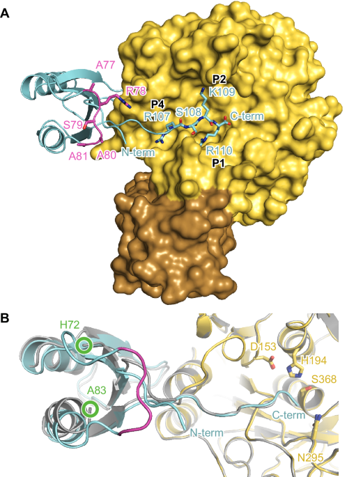 Structural insights into proprotein convertase activation facilitate ...