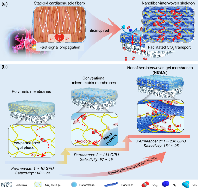 Nanofiber-interwoven gel membranes with tunable 3D-interconnected transport channels for ...