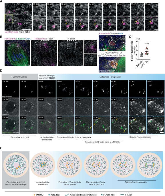 Spindle-localized F-actin regulates polar MTOC organization and the ...