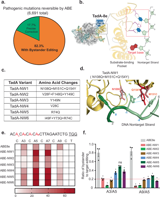 A streamlined base editor engineering strategy to reduce bystander ...