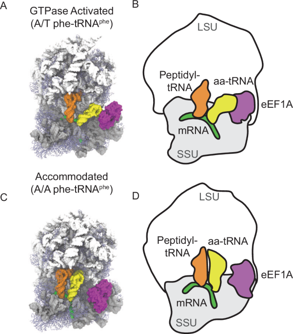 Human protein synthesis requires aminoacyl-tRNA pivoting during ...
