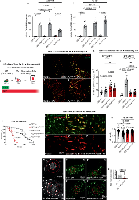 Pvf1-Pvr-mediated crosstalk between trachea and gut guides intestinal ...