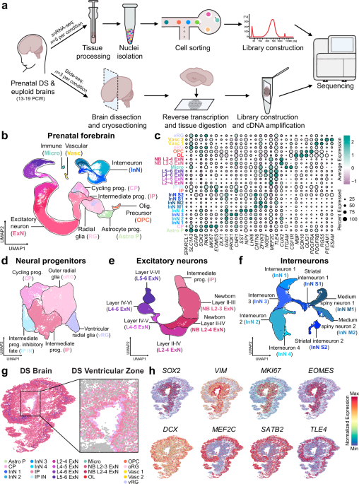 Molecular cartography of the human down syndrome and trisomic mouse ...