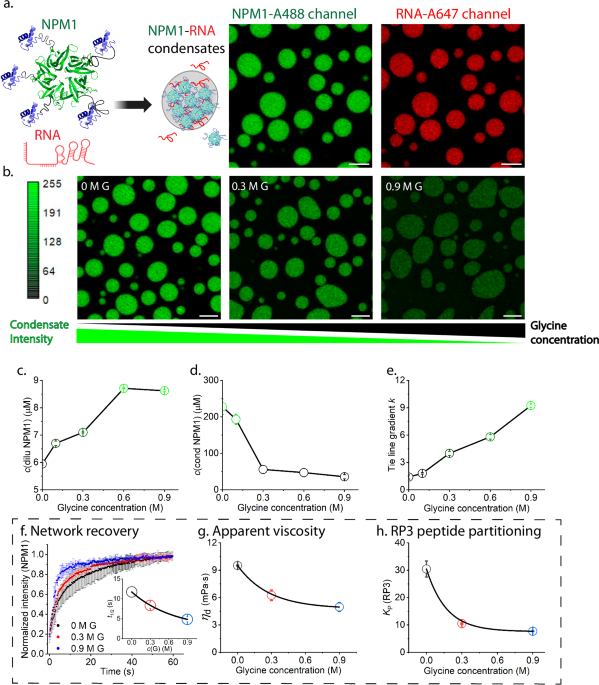 Amino acids bind to phase-separating proteins and modulate biomolecular ...