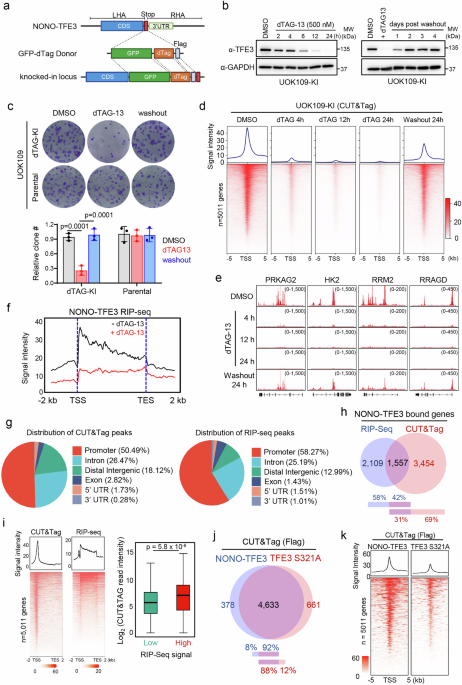 RNA-mediated condensation of TFE3 oncofusions facilitates ...
