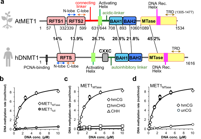 Cryo-EM reveals evolutionarily conserved and distinct structural ...