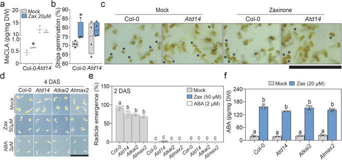 Arabidopsis response to the apocarotenoid zaxinone involves ...