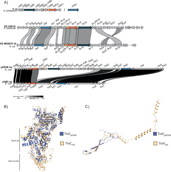 The assembly of a hybrid type IV secretion system by a Crohn’s disease ...