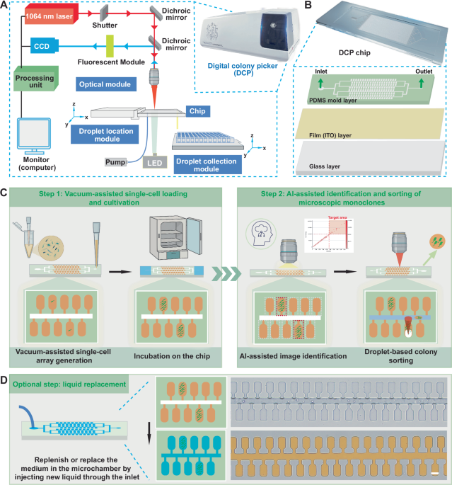 AI-powered high-throughput digital colony picker platform for sorting microbial strains by multi ...