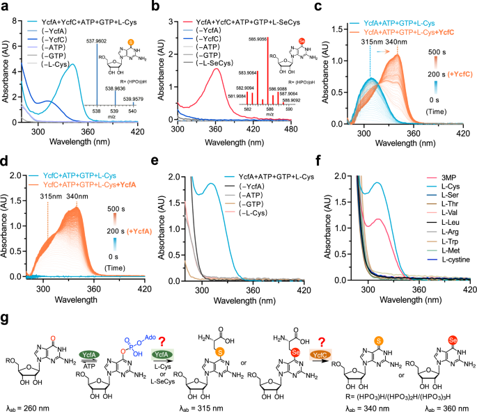The mechanism of thioamide formation by the YcfA-YcfC system in 6 ...
