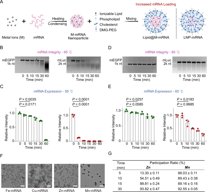 Engineering of mRNA vaccine platform with reduced lipids and enhanced ...