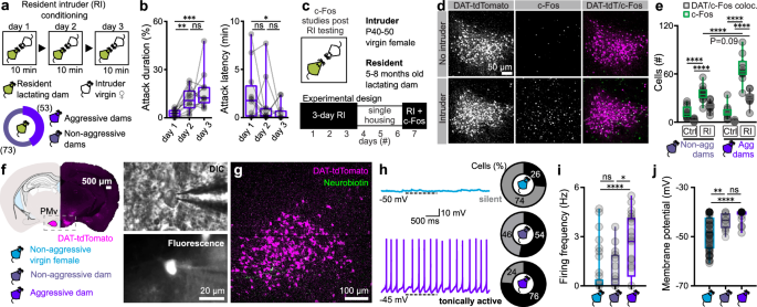 Maternal aggression driven by the transient mobilisation of a dormant ...