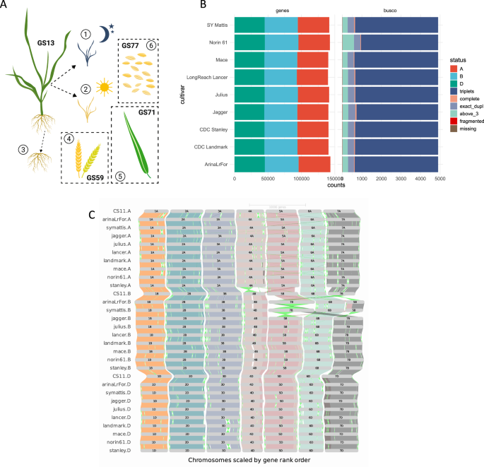 De novo annotation reveals transcriptomic complexity across the ...