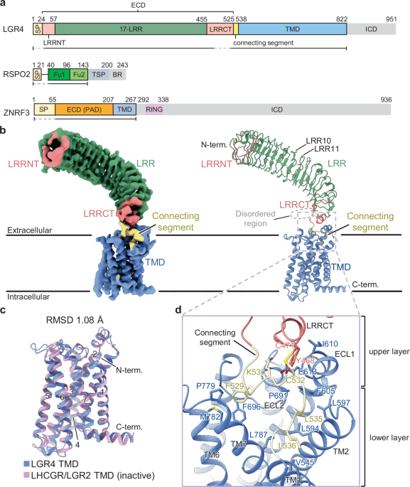 Structural insights into Wnt/β-catenin signaling regulation by LGR4, R ...