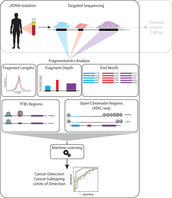 Analysis of cfDNA fragmentomics metrics and commercial targeted ...
