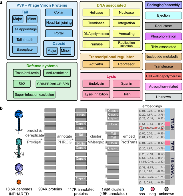 Empathi: embedding-based phage protein annotation tool by hierarchical ...