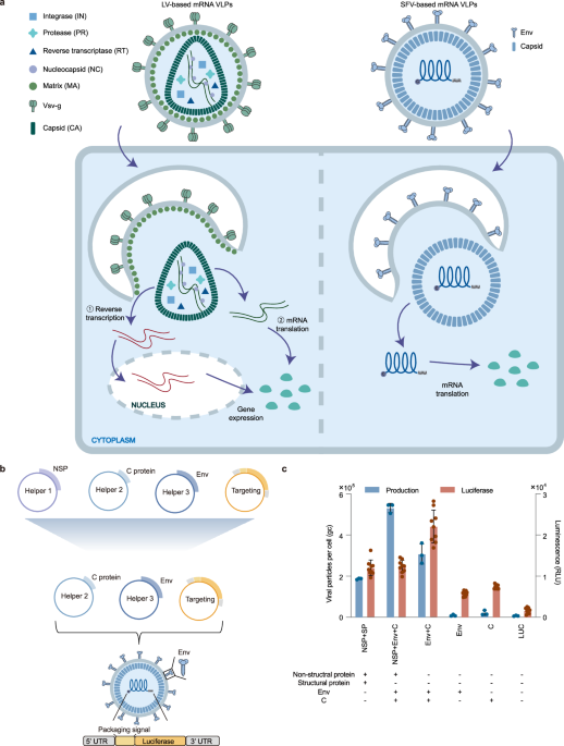 Engineering a streamlined virus-like particle for programmable tissue ...