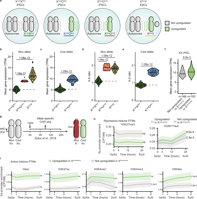 X-chromosome upregulation operates on a gene-by-gene basis at RNA and ...