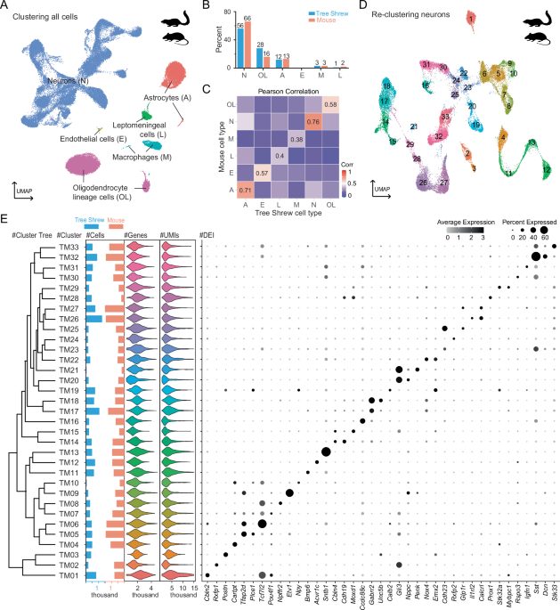 Co-Conservation of synaptic gene expression and circuitry in collicular ...