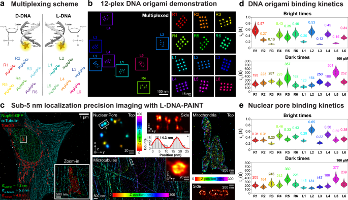 Left-handed DNA for efficient highly multiplexed imaging at single-protein resolution | Nature ...