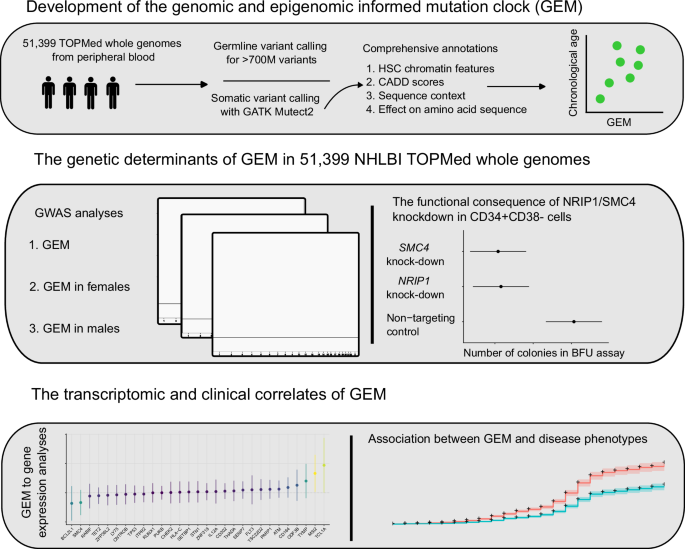 Genetic determinants and genomic consequences of non-leukemogenic ...