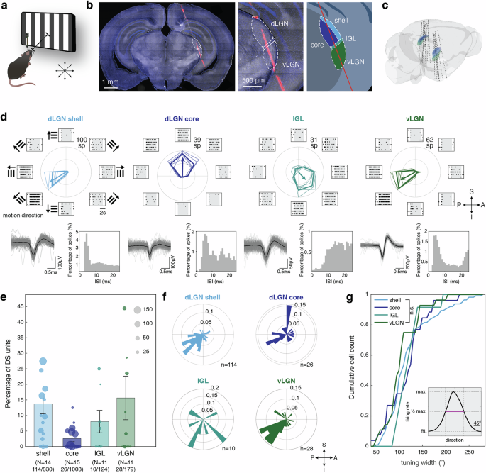 Differential topographic organization and retinal inheritance of ...
