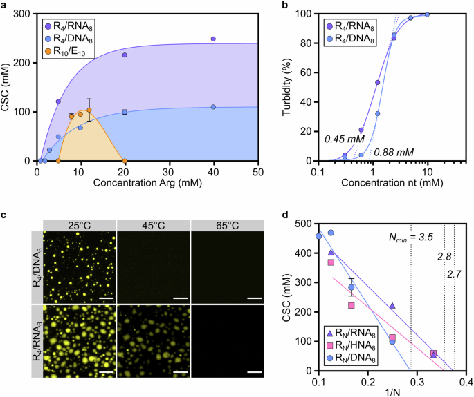 Differential stability and dynamics of DNA-based and RNA-based ...