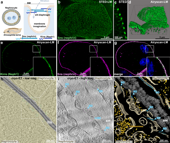 The slit diaphragm in Drosophila exhibits a bilayered, fishnet ...