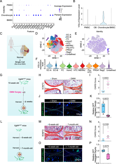 Targeting VGLL4 maintains extracellular matrix homeostasis and ...