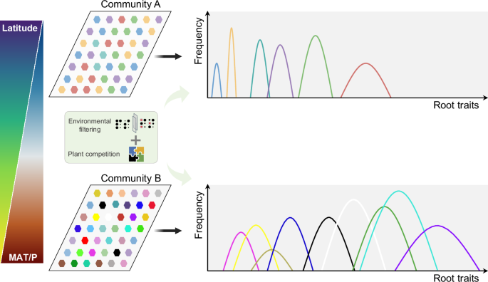 The latitudinal pattern of fine root intraspecific trait variation ...