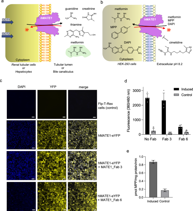 Structural basis of drug recognition by human MATE1 transporter ...