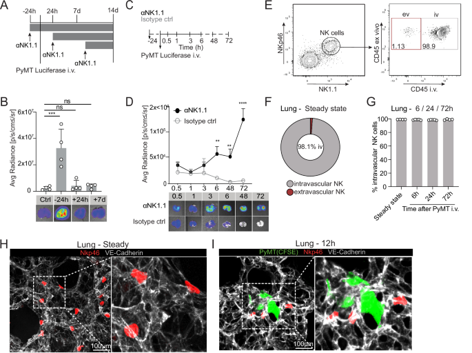 Tissue localization of natural killer cells dictates surveillance of ...