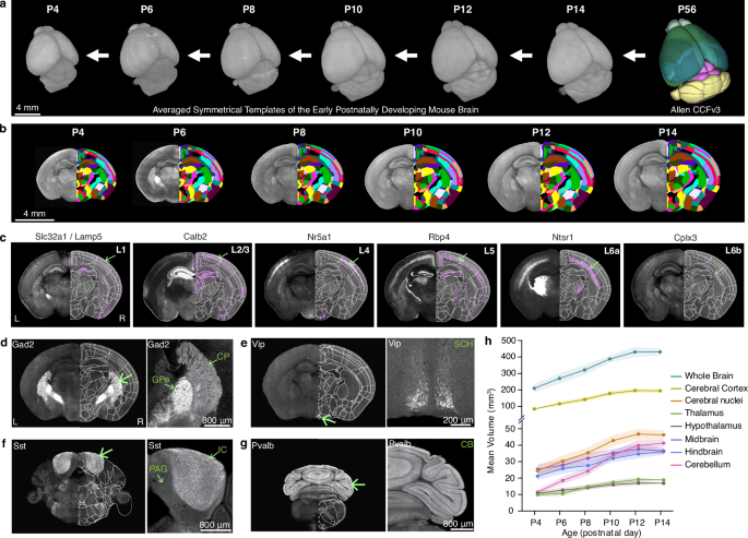 epDevAtlas: mapping GABAergic cells and microglia in the early ...