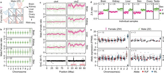 Multi-layered dosage compensation of the avian Z chromosome by ...